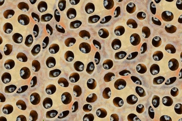 Phobia of Holes is called Trypophobia - Symptoms, Causes, And Treatment